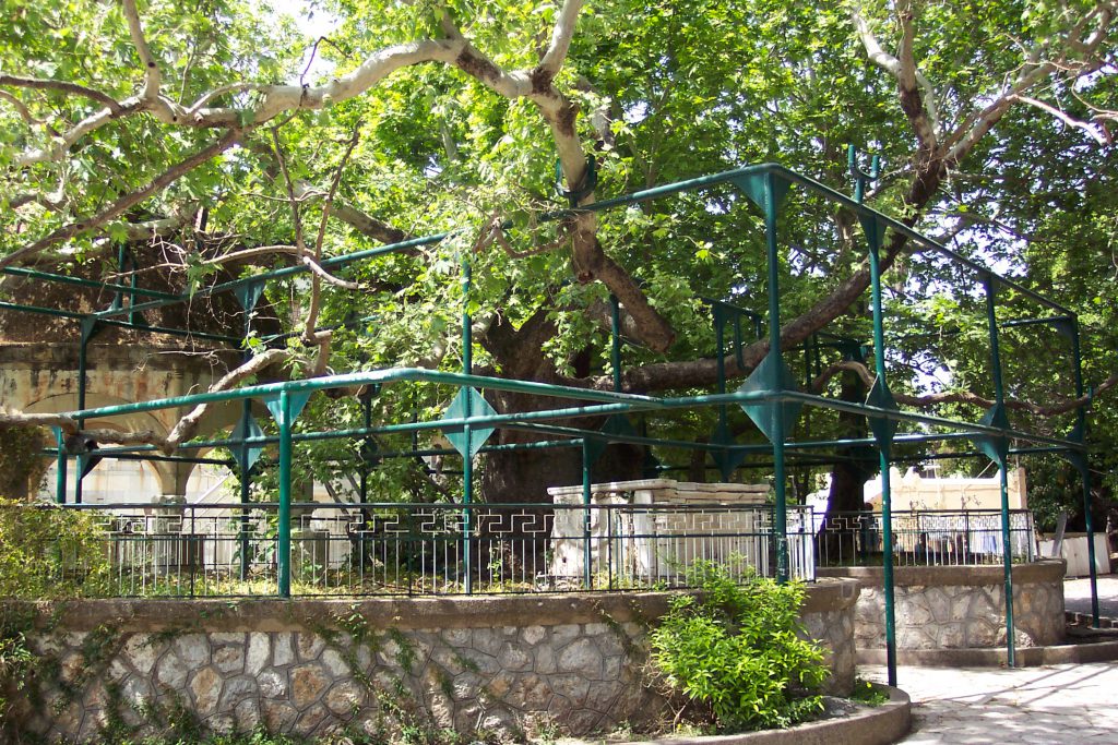 See the Hippocrates Tree on Kos - Astir Odysseus Blog